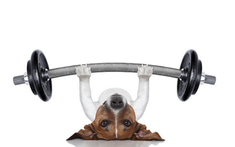 20+ Workout Themes to Attract More Members to Your Gym - WodGuru